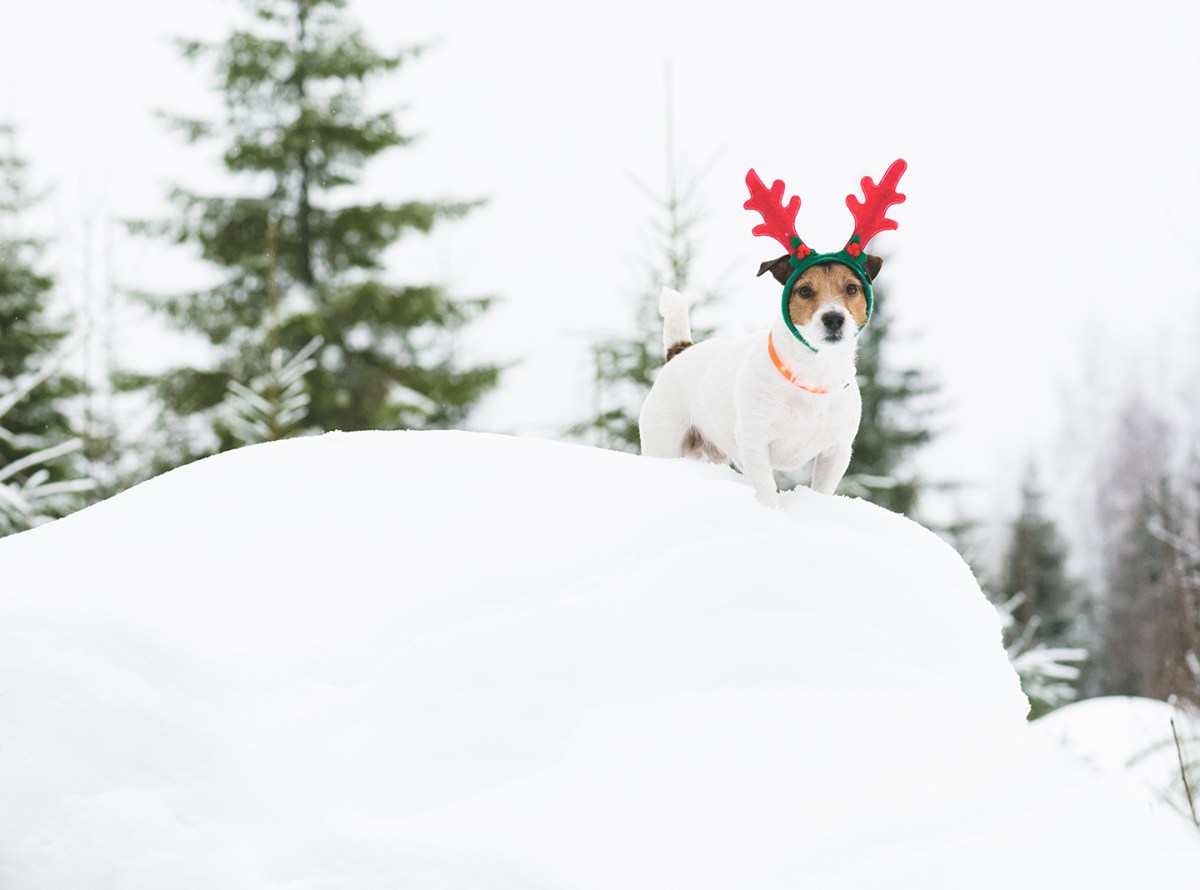 Ravendale Carol Service – Waltham Group Churches