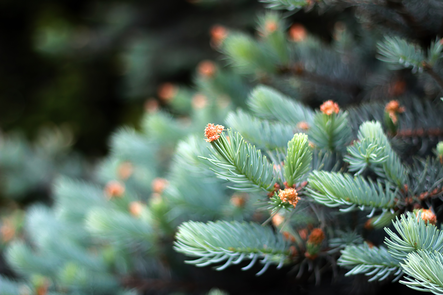pine tree – Waltham Group Churches